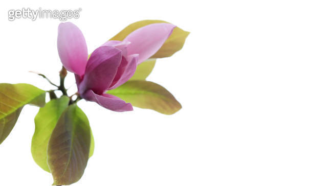 Perfect new Magnolia flower opening in spring 이미지 (1422958090) - 게티이미지뱅크