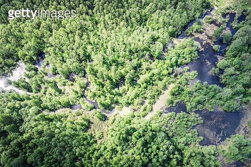 aerial top view of small wetland, swamp and green forest landscape in ...