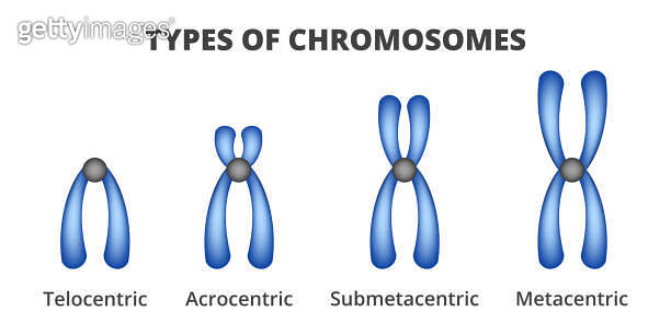 Types of chromosomes. Classification of chromosomes based on the ...