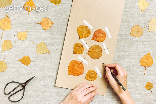 Autumn herbarium flat lay with human hands sticking leaves writing name ...
