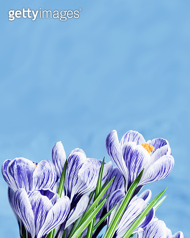 Purple crocuses flower close up on pastel blue background. Natural ...