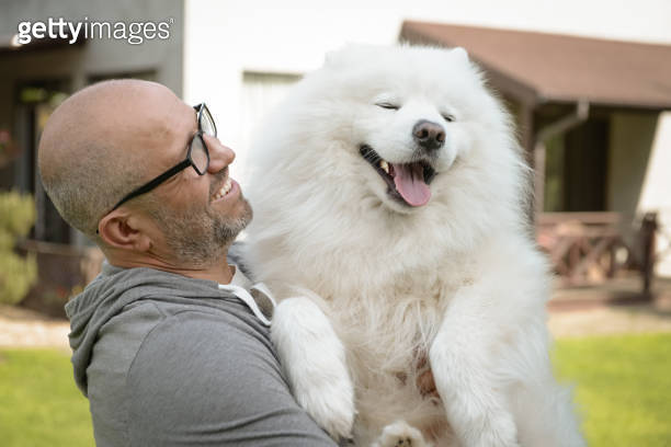 Mature Adult man with samoyed dog outdoors 이미지 (1417054595) - 게티이미지뱅크