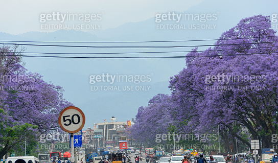 Jakaranda has blossomed and the capital of Nepal has turned purple 이미지 ...