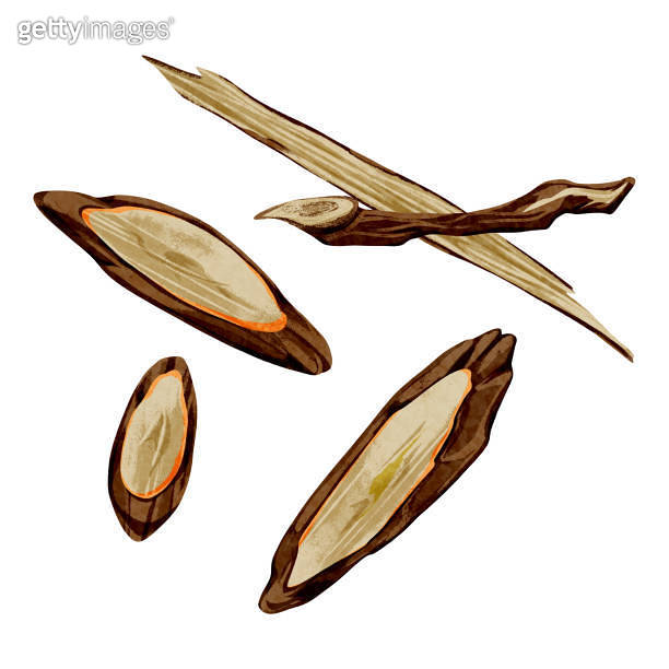 Hand-painted watercolor style illustration of Chinese herbal medicine ...