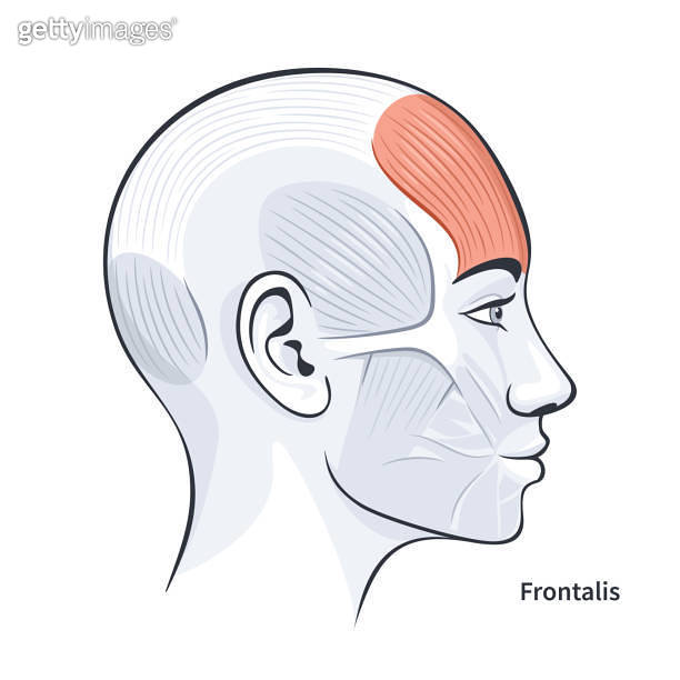 Frontalis female facial muscles detailed anatomy vector illustration ...