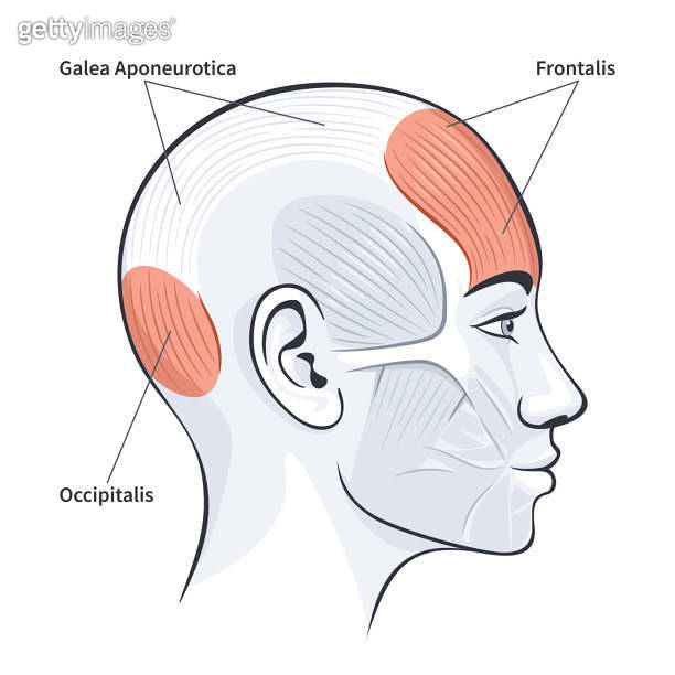 Female facial muscles detailed face anatomy vector illustration ...