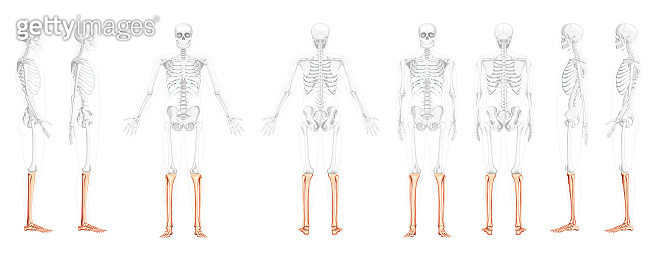 Set of Skeleton leg tibia, fibula, Foot, ankle Human front back side ...