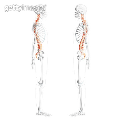 Human vertebral column side view with partly transparent skeleton ...
