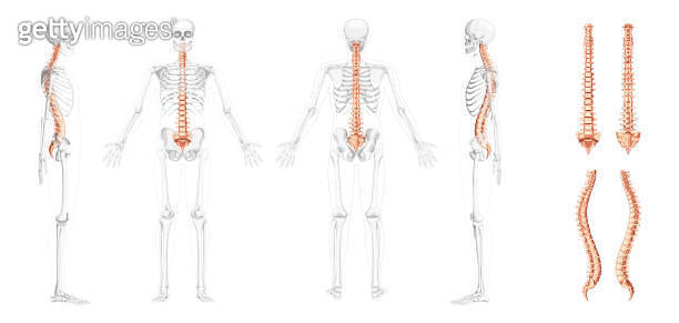 Human vertebral column front back side view with partly transparent ...