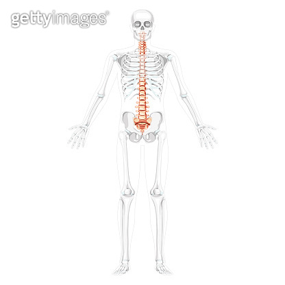 Human vertebral column front anterior view with partly transparent ...