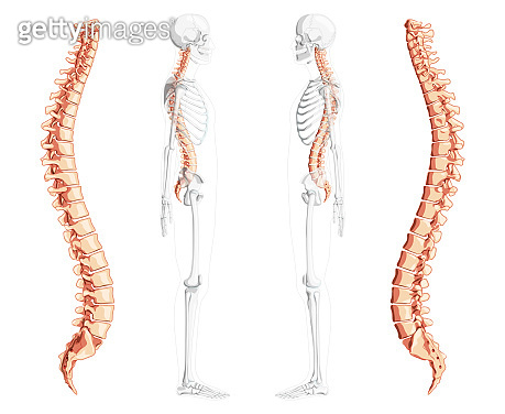 Human vertebral column side view with partly transparent skeleton ...