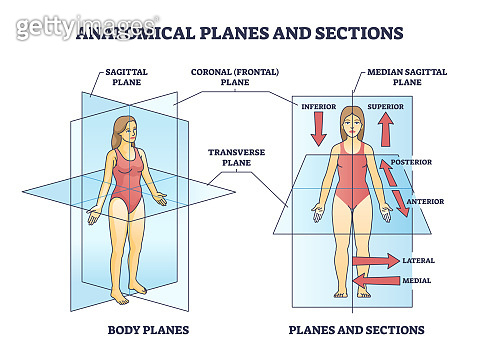 Anatomical planes or sections for human medical body division outline ...