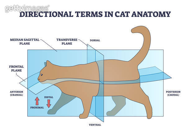Directional terms in cat anatomy and quadrupeds division outline ...