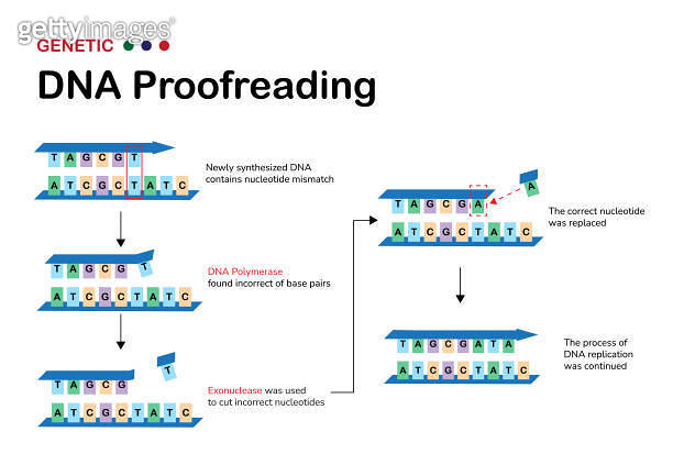 The scientific diagram show mechanism of DNA proofreading by cut and ...