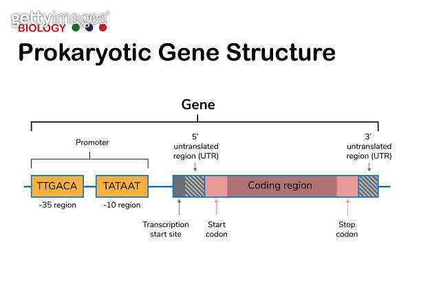 Biology schematic diagram show gene structure of prokaryote ...