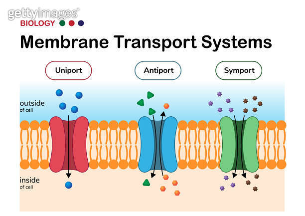 Biological diagram show comparison and difference between membrane ...