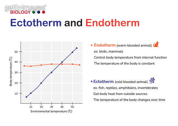 Biological schematic show different between endotherm and ectotherm in ...