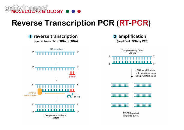 Molecular biology diagram explain concept and process of reverse ...