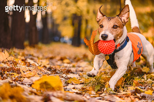 Happy funny dog playing fetch outdoors in park accidentally carrying ...