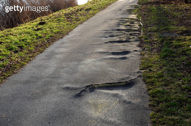 the asphalt pavement is built too close to the old poplars, which ...