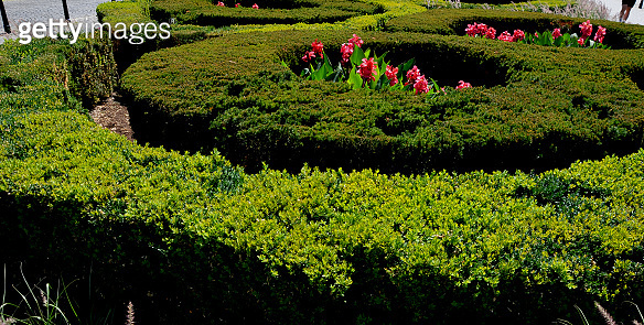 trimmed hedges, bushes in geometric round shapes of fantastic circles ...