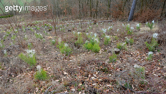 protection of trees, forest seedlings against the taste of game. paint ...