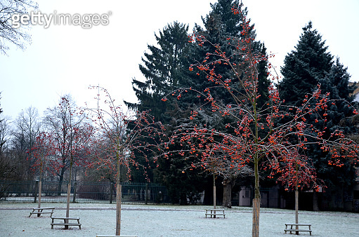 ornamental apple trees in an orchard in the park. without a crown leaf ...