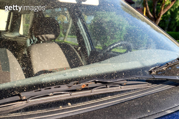 Allergy season. Car windshield covered by tree pollen in spring 이미지 ...
