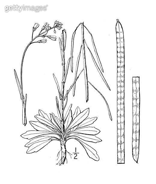 Antique botany plant illustration: Arabis Holboellii, Holboell's rock cress 이미지 (1394984090 ...
