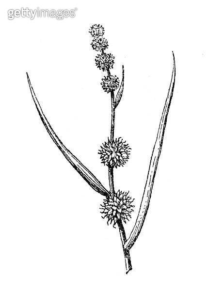 Antique illustration: Sparganium erectum, simplestem bur-reed or ...