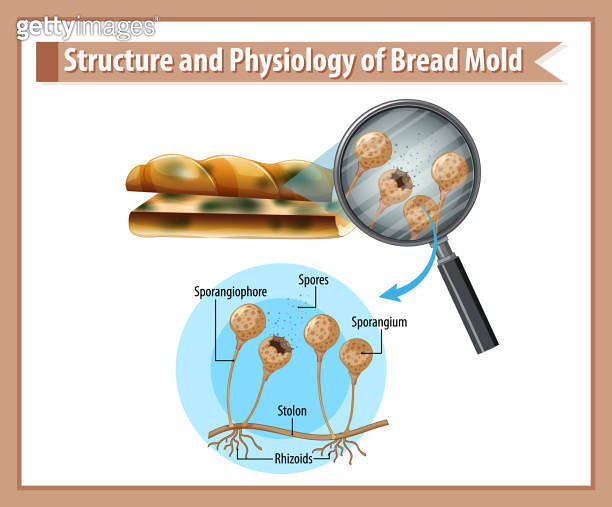 structure and physiology of bread mold 이미지 (1404123168) - 게티이미지뱅크