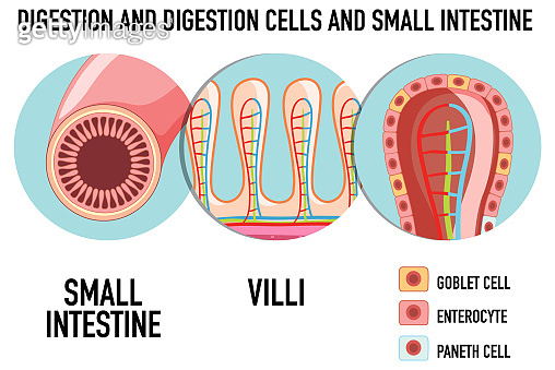 Diagram showing digestion cell in small intestine 이미지 (1420475152) - 게티 ...