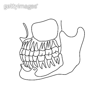 Human teeth, side view, drawn by lines on white background. 이미지 ...