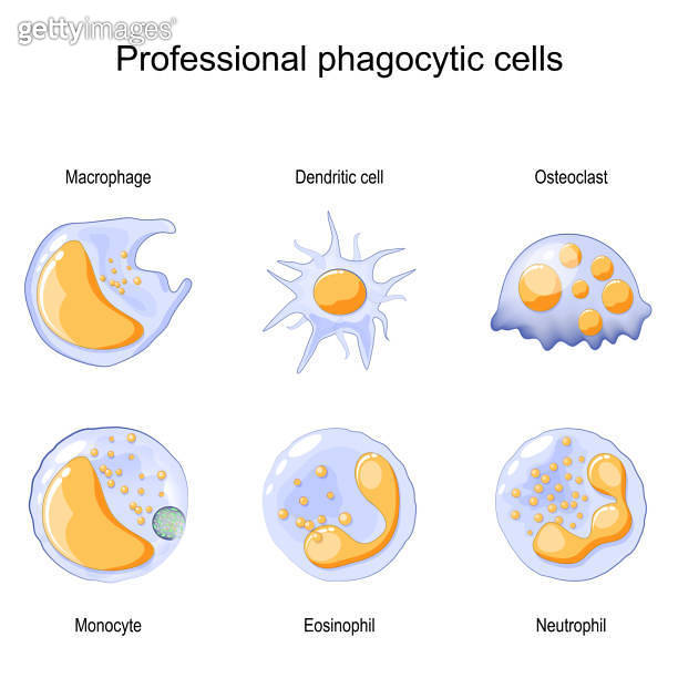 Phagocytosis. Professional phagocytic cells. Neutrophils, macrophages ...