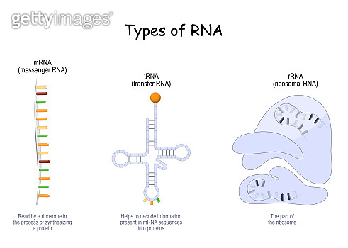 Types of RNA. tRNA, mRNA and rRNA (1363419214) 일러스트, 무료 일러스트, 아이콘, 무료 ...