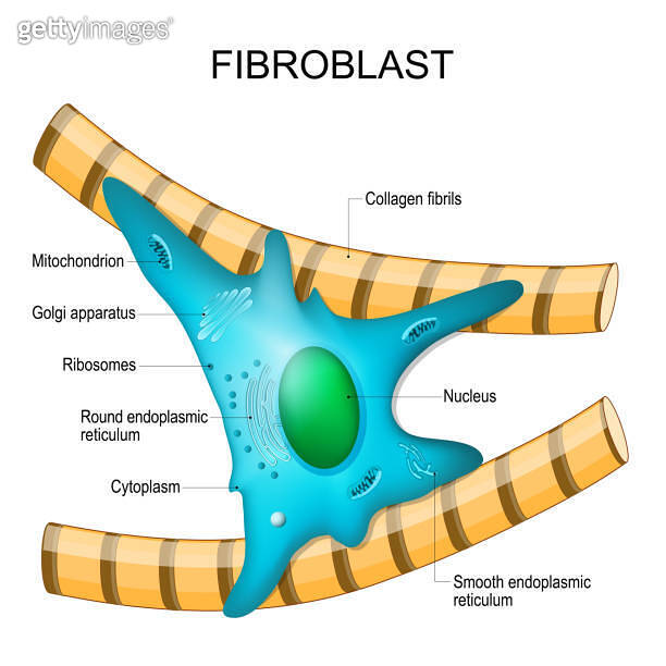 fibroblast anatomy. structure of cell (1383502977) - 게티이미지뱅크