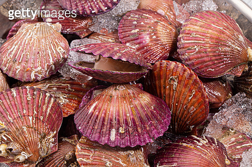 stacked live red scallop shells 이미지 (1441689730) - 게티이미지뱅크
