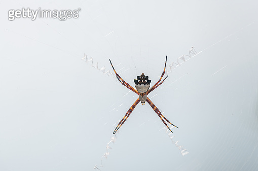 A Silver Garden Spider (Argiope argentata) on its web in the Florida ...