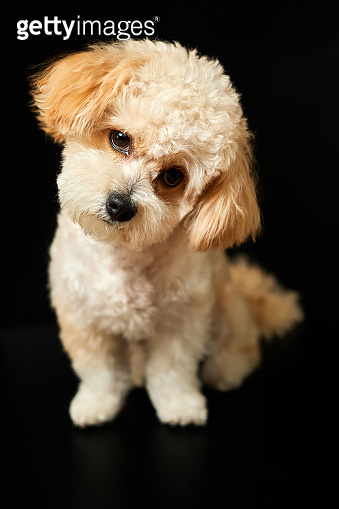 A portrait of beige Maltipoo puppy on a black background. Adorable ...