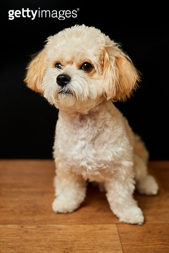 A portrait of beige Maltipoo puppy. Adorable Maltese and Poodle mix ...