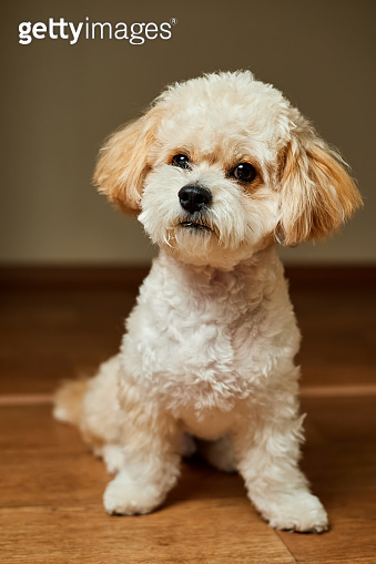 A portrait of beige Maltipoo puppy. Adorable Maltese and Poodle mix ...