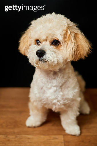 A portrait of beige Maltipoo puppy. Adorable Maltese and Poodle mix ...