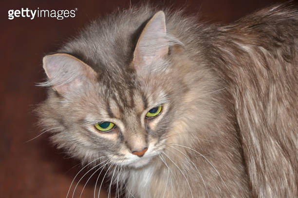 muzzle of a Siberian semi-long-haired cat. The cat looks down the right ...
