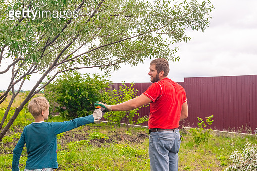 The son helps his father in the garden. A boy gives a saw to a man for ...
