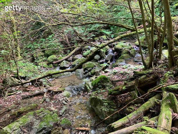 Mountain stream trail hiking at Mt. Bounoore in Saitama, JAPAN. The ...