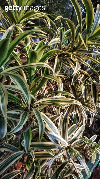 Dracaena reflexa plant leaves, wallpaper background 이미지 (1406352687 ...
