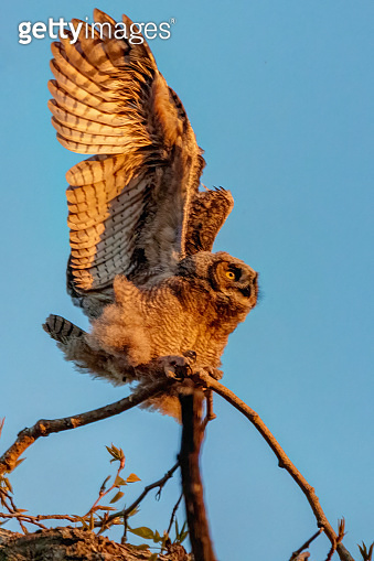 Newborn Great-horned Owl learning to fly at sunset time (1402054902 ...