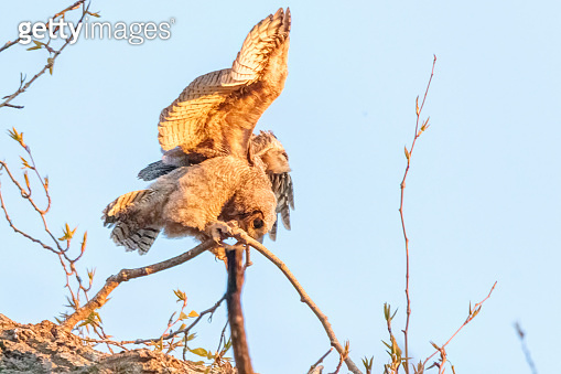 Newborn Great-horned Owl learning to fly at sunset time 이미지 (1411725578 ...