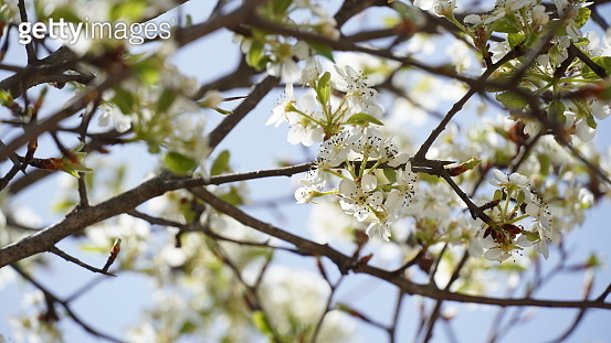Flowering pear tree Pyrus syriaca This family of ornamental trees ...