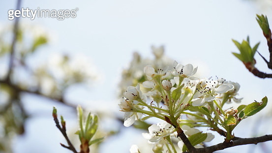 Flowering pear tree Pyrus syriaca This family of ornamental trees ...